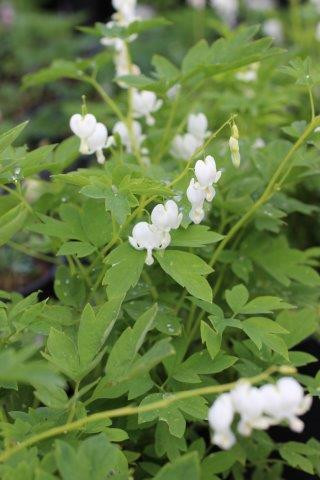 Dicentra spectabilis 'Alba' - Devil Mountain Wholesale Nursery