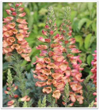 Digiplexis Illumination Apricot - Devil Mountain Wholesale Nursery