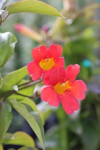 DistictIs buccinatoria - Devil Mountain Wholesale Nursery