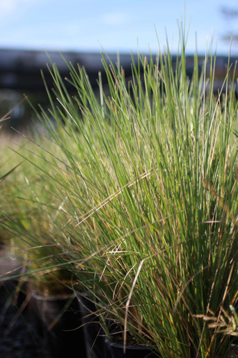 Festuca mairei - Devil Mountain Wholesale Nursery
