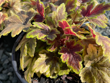 Heucherella 'Gold Zebra' - Devil Mountain Wholesale Nursery