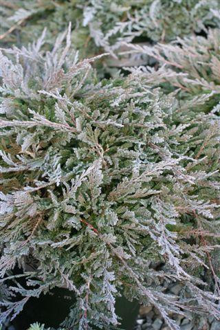 Juniperus horizontalis 'Blue Chip' - Devil Mountain Wholesale Nursery