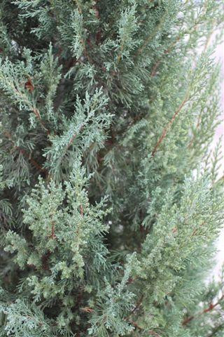 Juniperus chinensis 'Blue Point' - Devil Mountain Wholesale Nursery