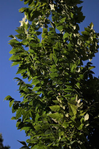 Koelreuteria paniculata 'Fastigiata' - Devil Mountain Wholesale Nursery