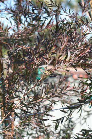 Leptospermum 'Dark Shadows' - Devil Mountain Wholesale Nursery