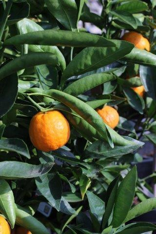 Mandarin 'Gold Nugget' - Devil Mountain Wholesale Nursery