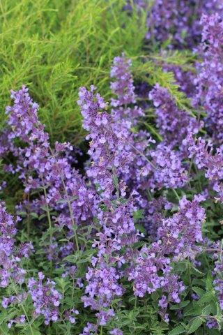 Nepeta x faassenii 'Junior Walker' - Devil Mountain Wholesale Nursery