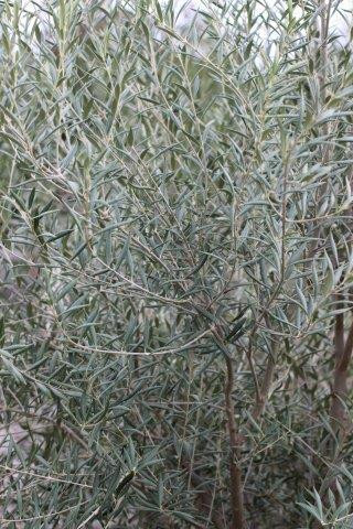 Olea europaea - Devil Mountain Wholesale Nursery