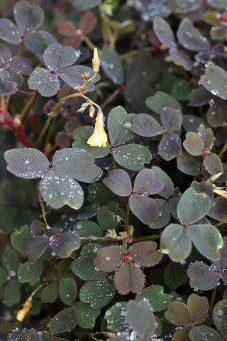 Oxalis vulcanicola 'Zinfandel' - Devil Mountain Wholesale Nursery