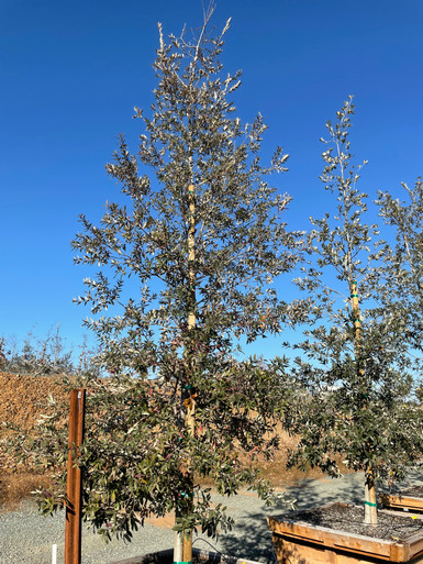 Quercus hypoleucoides - Devil Mountain Wholesale Nursery