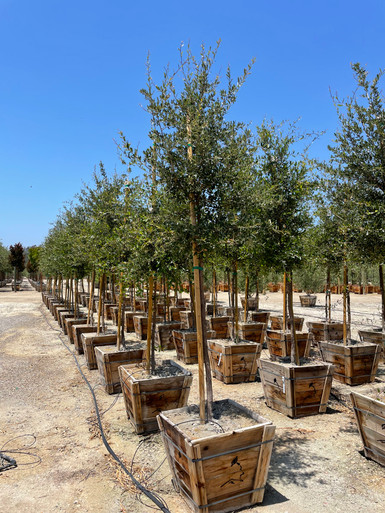 Quercus virginiana 'Sky Climber' - Devil Mountain Wholesale Nursery