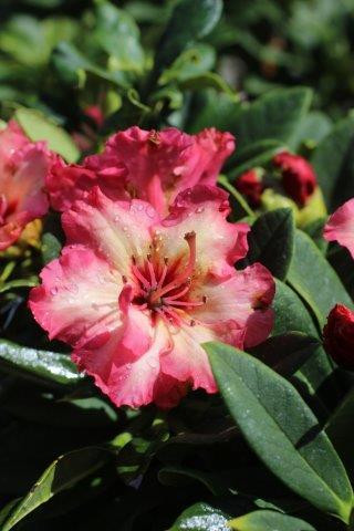 Rhododendron 'Fire Rim' (Cream/Red) - Devil Mountain Wholesale Nursery