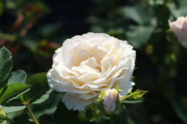 Rosa Easy Spirit (Floribunda) - Devil Mountain Wholesale Nursery