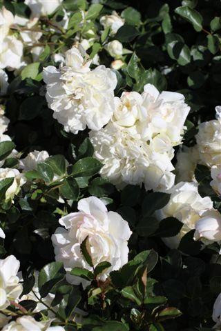 Rosa Meidiland® White - Devil Mountain Wholesale Nursery