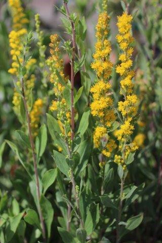 Solidago velutina ssp. californica - Devil Mountain Wholesale Nursery