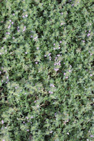 Thymus pseudolanuginosus 'Woolly' - Devil Mountain Wholesale Nursery