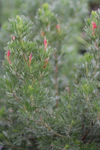 Adenanthos 'Silver Haze' - Devil Mountain Wholesale Nursery
