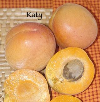 Apricot 'Katy' - Devil Mountain Wholesale Nursery
