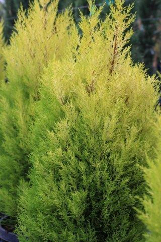 Cupressus (Hesperocyparis) macrocarpa 'Wilma Goldcrest' - Devil ...