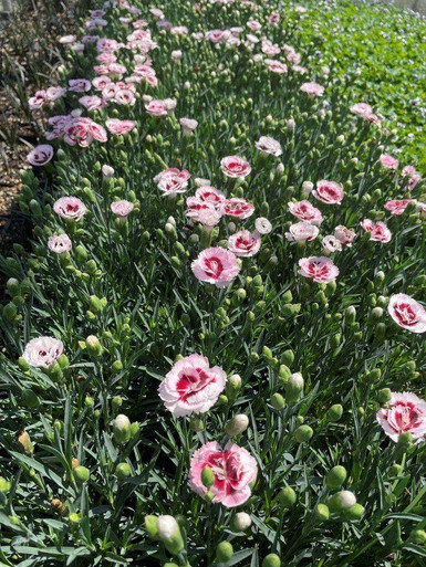 Dianthus Scent First Raspberry Surprise - Devil Mountain Wholesale Nursery