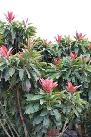 Eriobotrya deflexa - Devil Mountain Wholesale Nursery