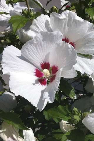 Hibiscus syriacus 'Helene' - Devil Mountain Wholesale Nursery