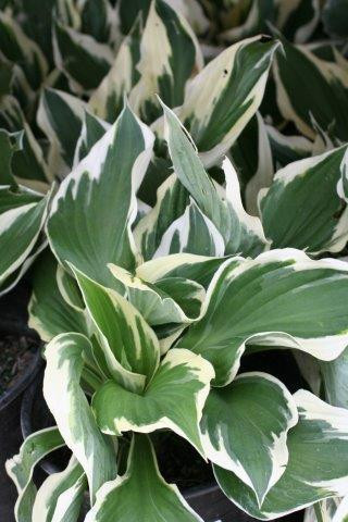 Hosta 'Minuteman' - Devil Mountain Wholesale Nursery