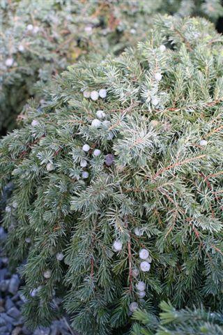 Juniperus rigida conferta 'Blue Pacific' - Devil Mountain Wholesale Nursery
