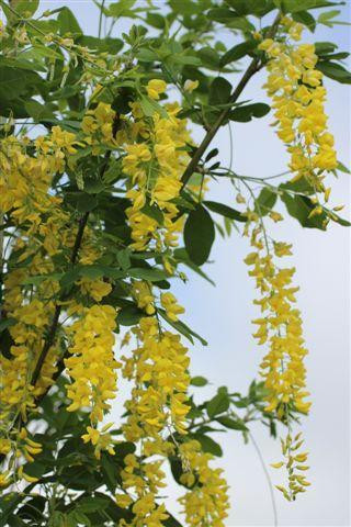 Laburnum watereri 'Vossii' - Devil Mountain Wholesale Nursery