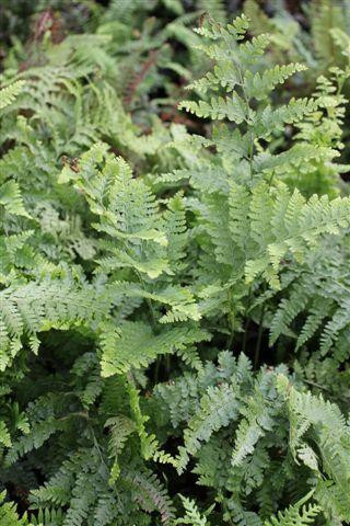 Microlepia strigosa - Devil Mountain Wholesale Nursery