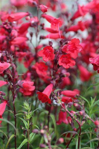 Penstemon gloxinioides 'Firebird' - Devil Mountain Wholesale Nursery