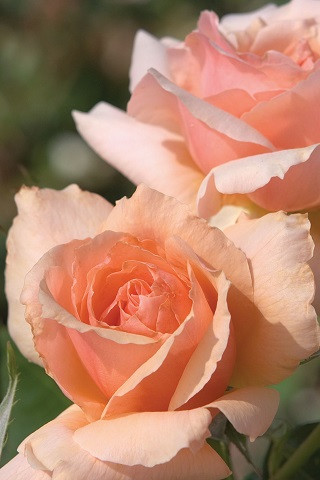 Rosa Apricot Candy™ (Grandiflora) - Devil Mountain Wholesale Nursery