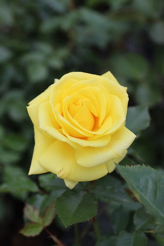 Rosa 'Sunsprite' (Floribunda) - Devil Mountain Wholesale Nursery
