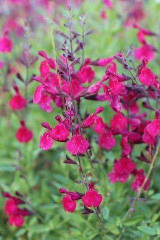 Salvia 'Raspberry Delight' - Devil Mountain Wholesale Nursery