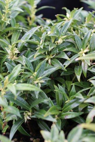Sarcococca Fragrant Valley™ - Devil Mountain Wholesale Nursery