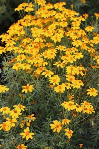 Tagetes lemmonii - Devil Mountain Wholesale Nursery