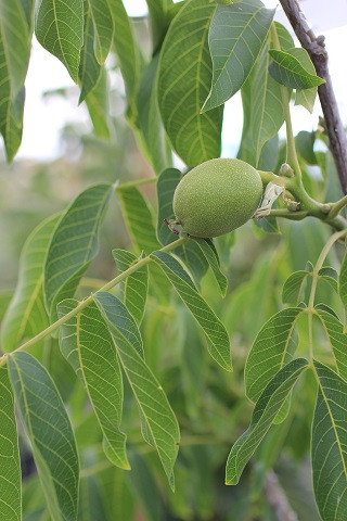 Walnut 'Pedro' - Devil Mountain Wholesale Nursery