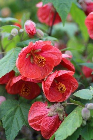 Abutilon 'Red Monarch' - Devil Mountain Wholesale Nursery