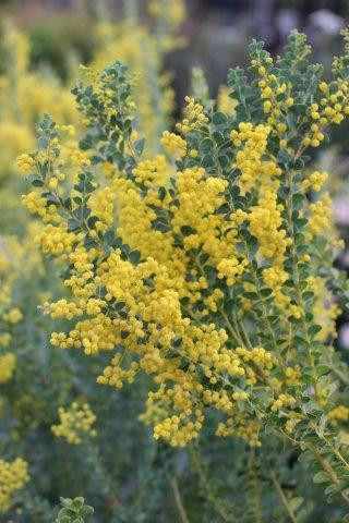 Acacia cultriformis - Devil Mountain Wholesale Nursery