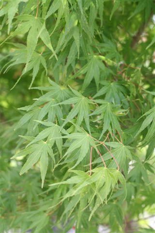 Acer palmatum 'Arakawa' - Devil Mountain Wholesale Nursery