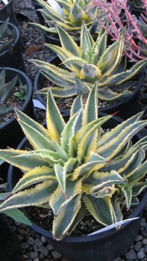 Agave americana 'Cornelius' - Devil Mountain Wholesale Nursery