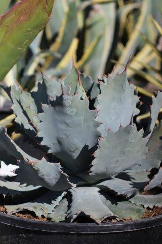 Agave ovatifolia 'Vanzie' - Devil Mountain Wholesale Nursery