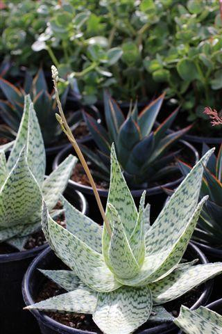 Aloe 'Delta Lights' - Devil Mountain Wholesale Nursery