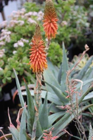 Aloe rubroviolacea - Devil Mountain Wholesale Nursery