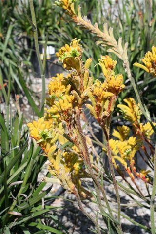 Anigozanthos 'Bush Dawn' (Yellow) - Devil Mountain Wholesale Nursery