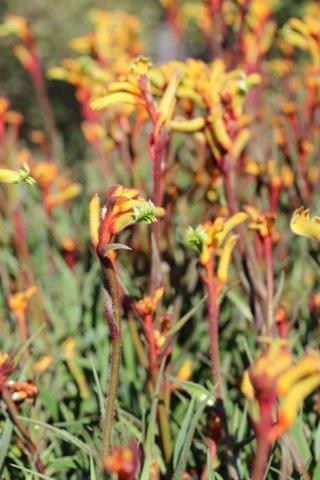 Anigozanthos Bush Tenacity - Devil Mountain Wholesale Nursery