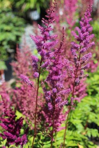 Astilbe arendsii 'Amethyst' - Devil Mountain Wholesale Nursery