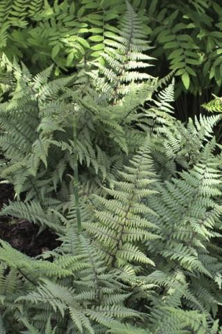 Athyrium 'Ghost' - Devil Mountain Wholesale Nursery
