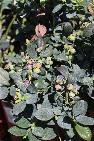Blueberry 'Misty' Southern Highbush Early season - Devil Mountain ...