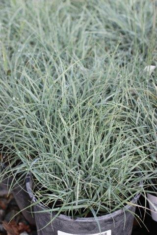 Carex flacca 'Blue Zinger' - Devil Mountain Wholesale Nursery